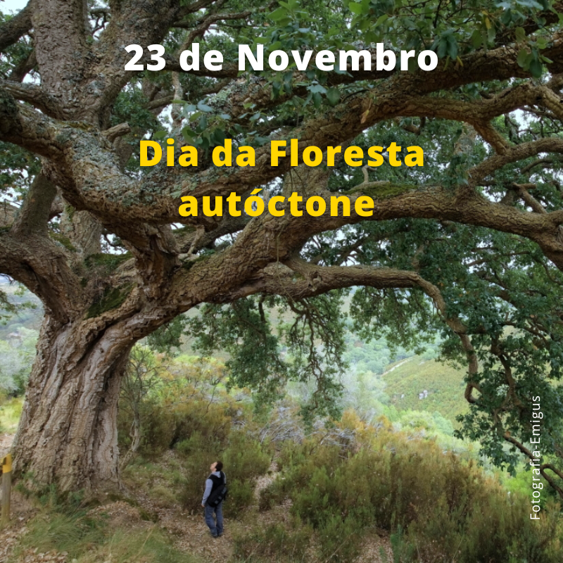 A 23 de novembro celebra-se o Dia da Floresta Autóctone - Tapada ...